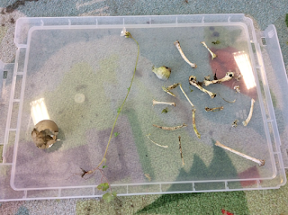 Reepham College | Synergy Multi-Academy Trust - Wrens Forest Schools